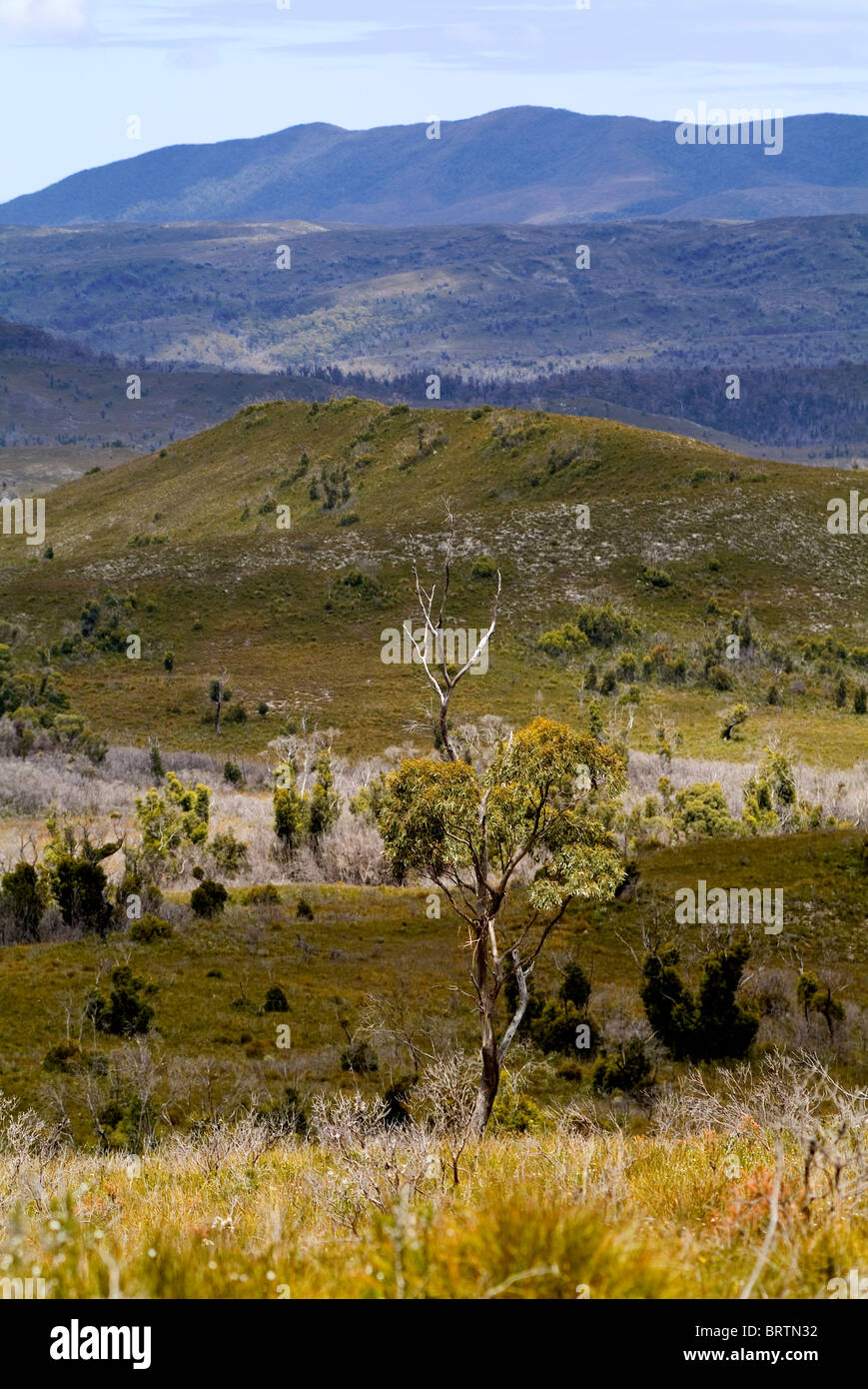 Australian wilderness with a tree in foreground Stock Photo - Alamy