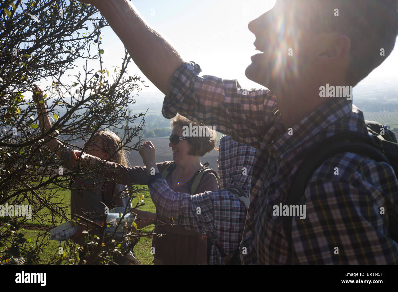 Family collect sloe berries from bush in Kent countryside Stock Photo ...