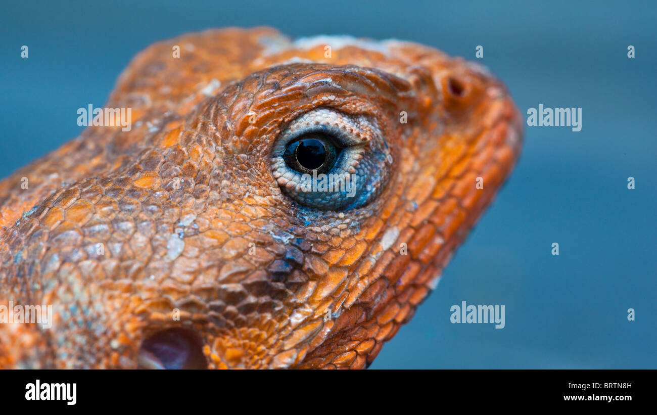 Headshot of red-headed agama lizard Stock Photo - Alamy