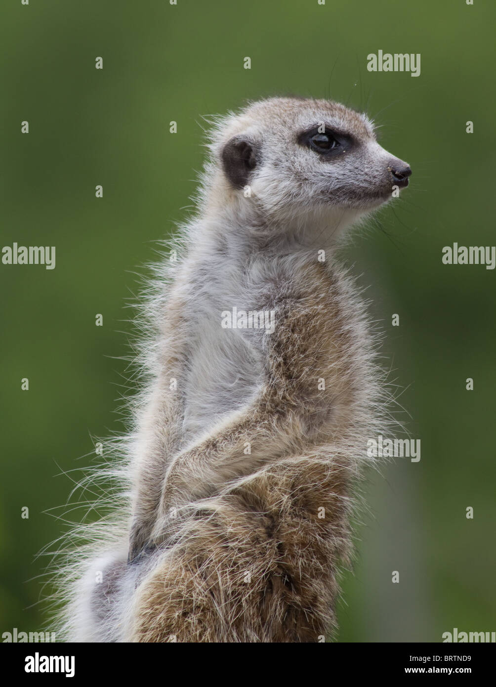Meerkat portrait looking sideways with green background Stock Photo - Alamy
