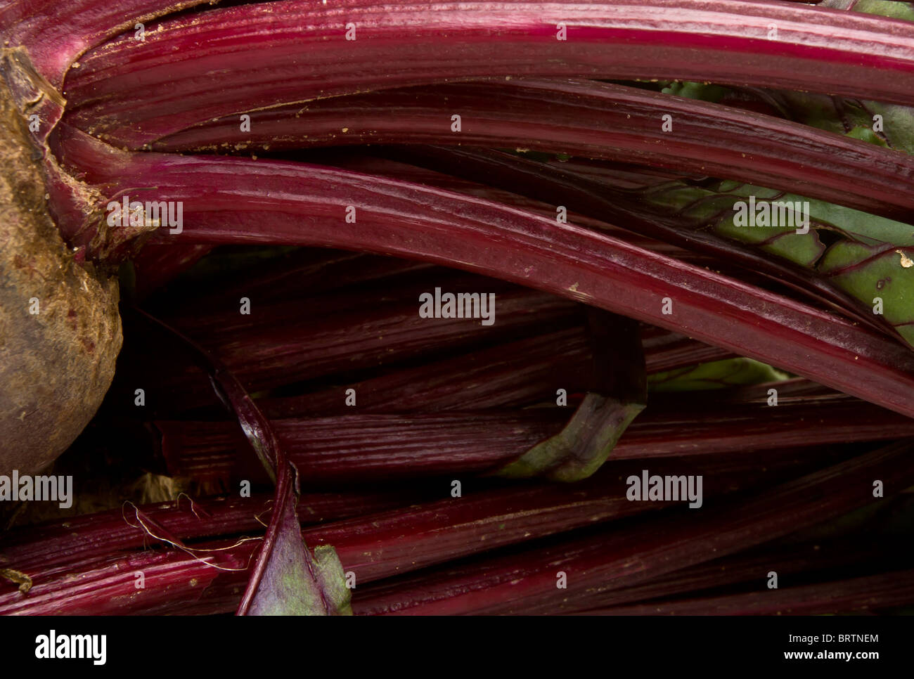 Freshly picked beetroot plant hi-res stock photography and images - Alamy