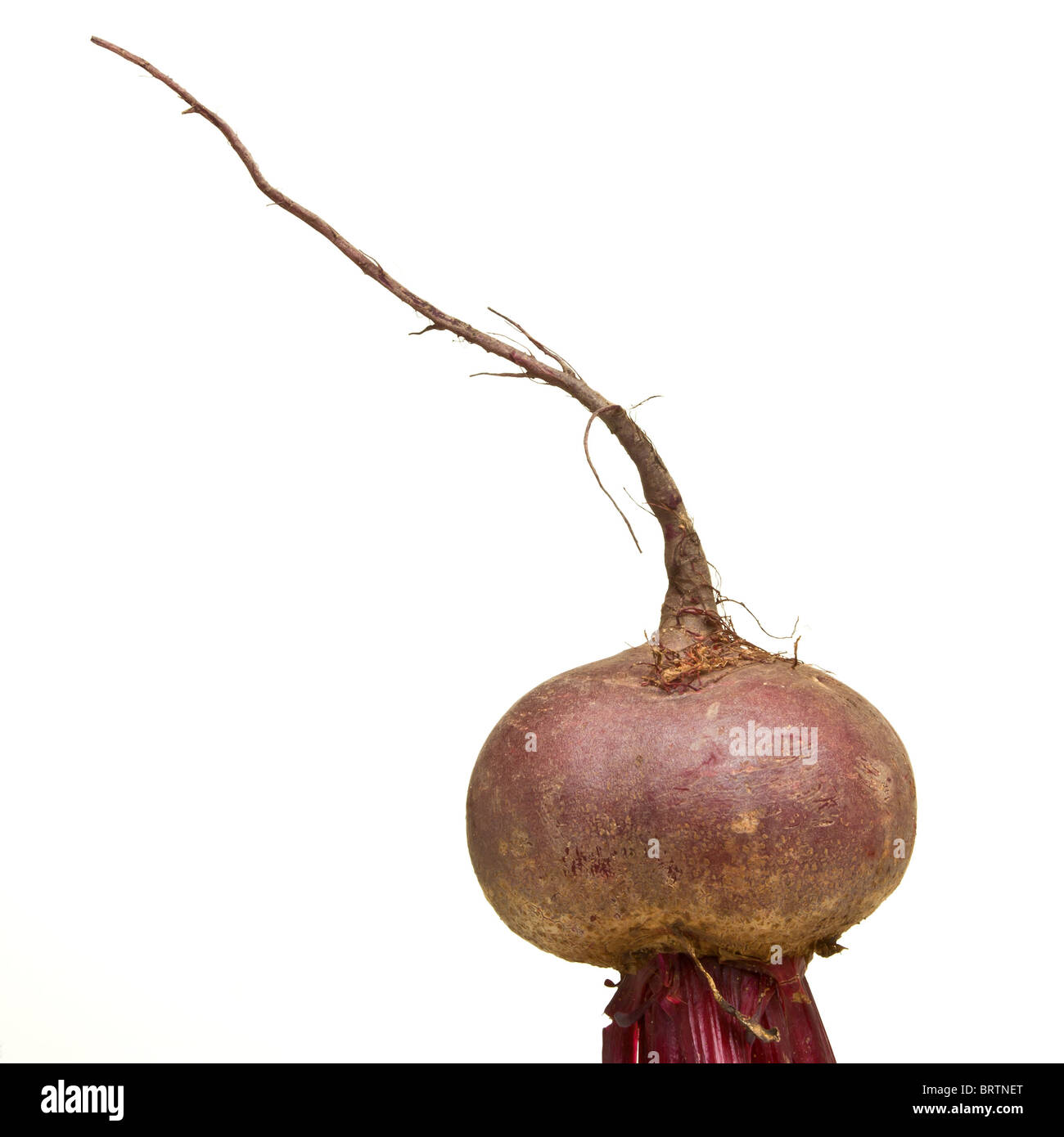Close up purple beetroot Cut Out Stock Images & Pictures - Alamy