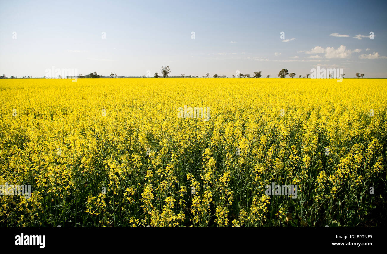 Canola crops glow beneath a hot sun Stock Photo - Alamy