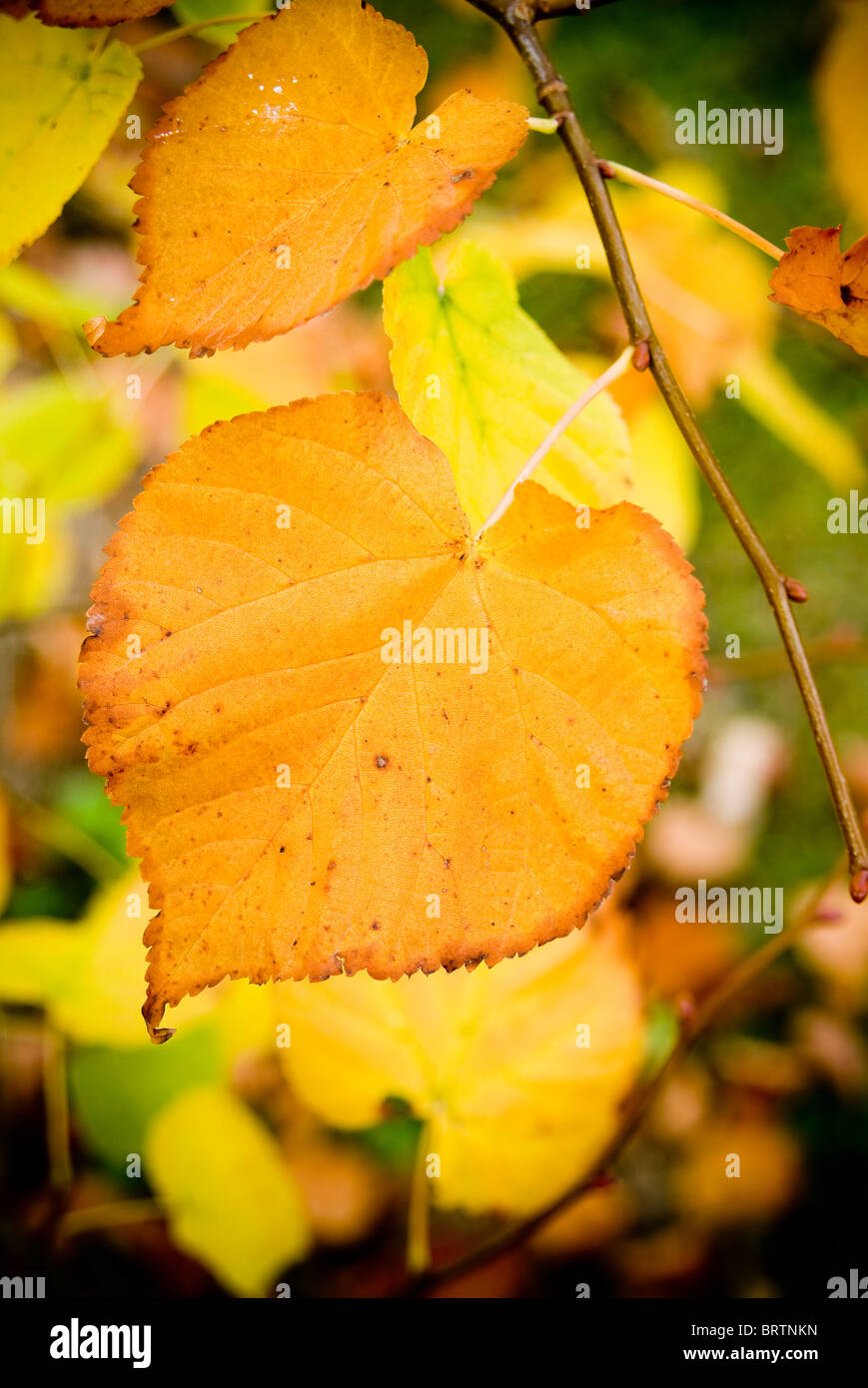 Yellowing leaves in close up detail Stock Photo - Alamy