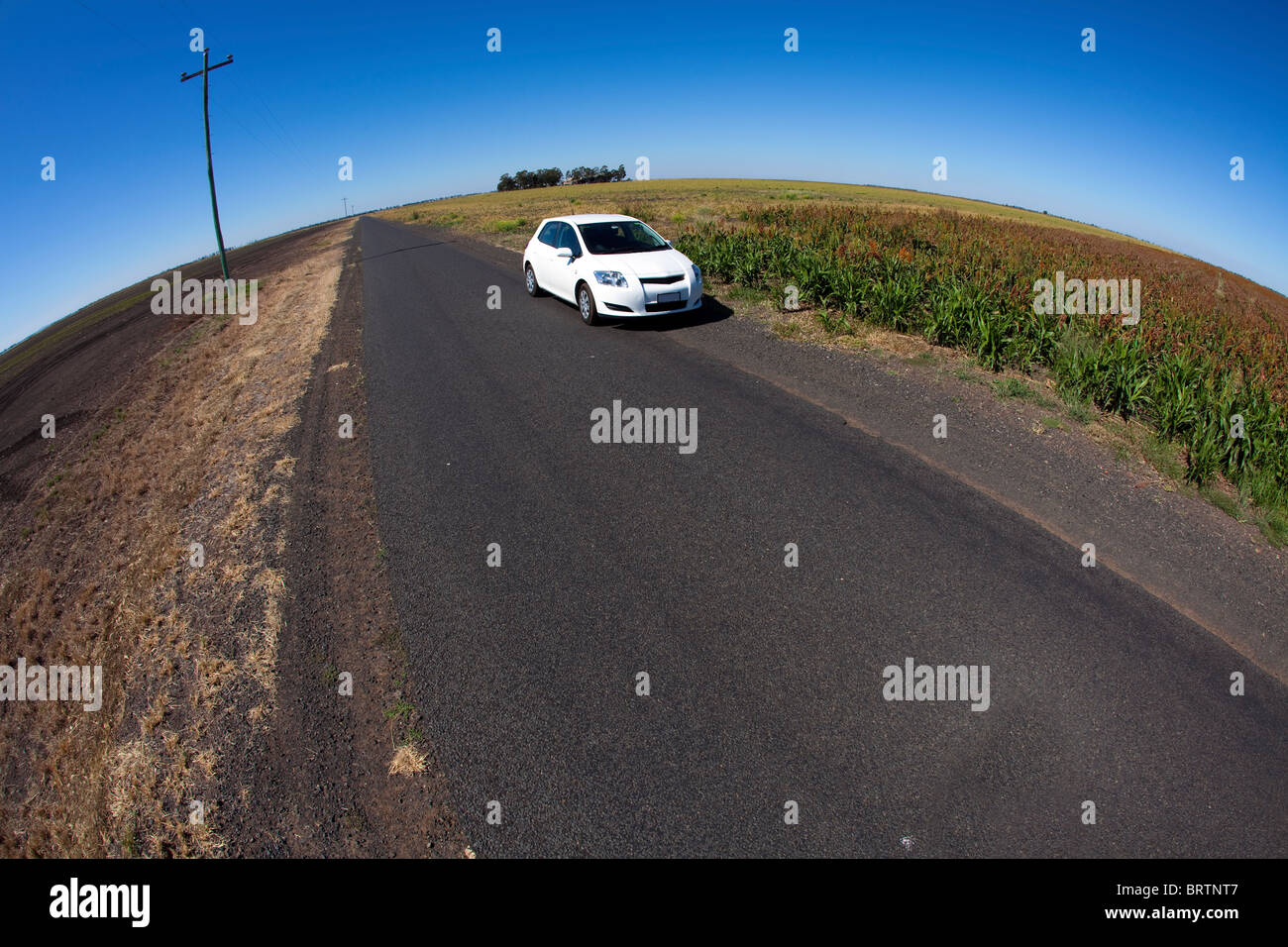 White car parked at the corn field Stock Photo - Alamy