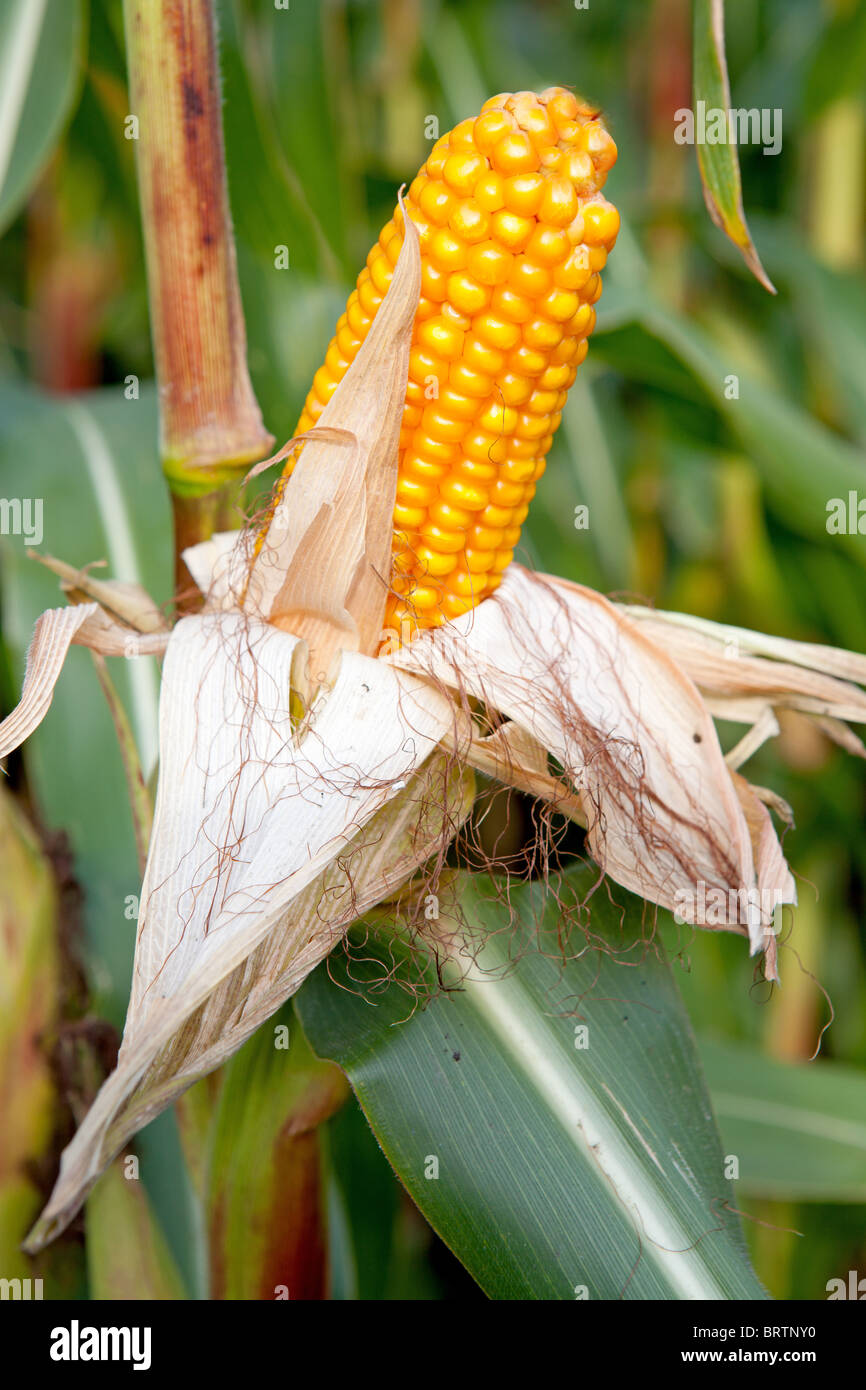 Corn cob hi-res stock photography and images - Alamy