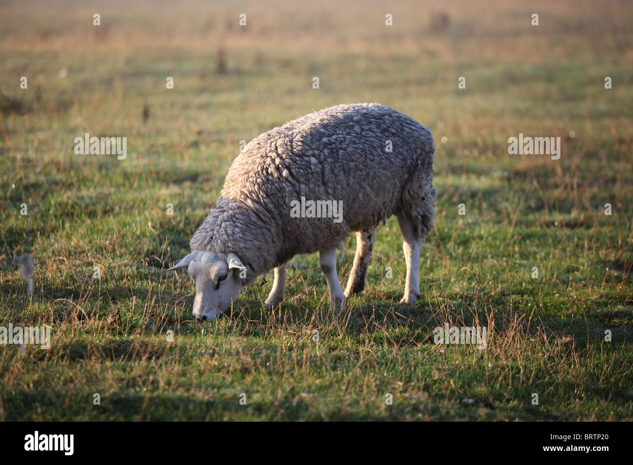 A sheep grazing Stock Photo - Alamy