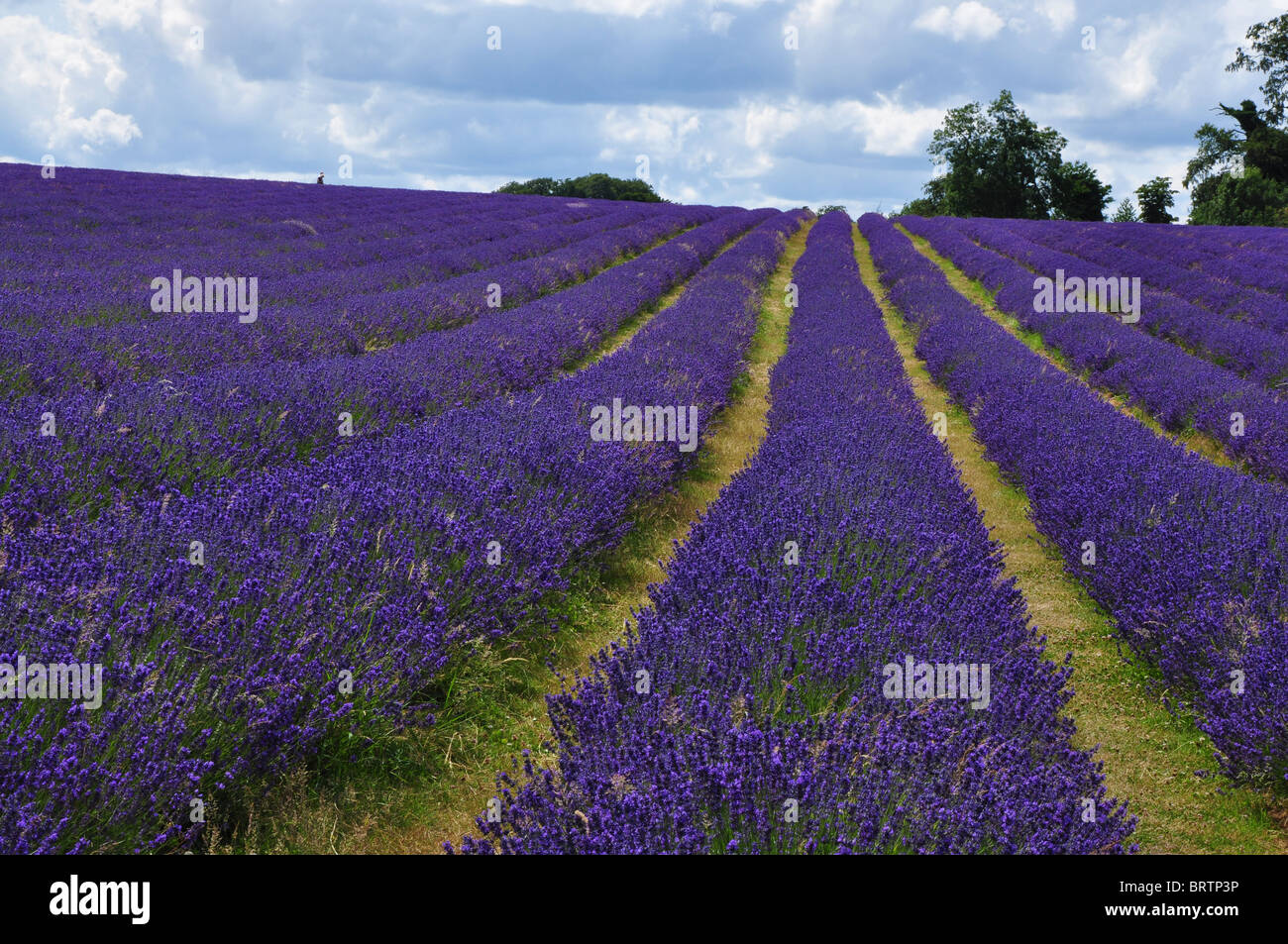 Lavender field at Mayfield Lavender Farm, Banstead, Surrey, United ...