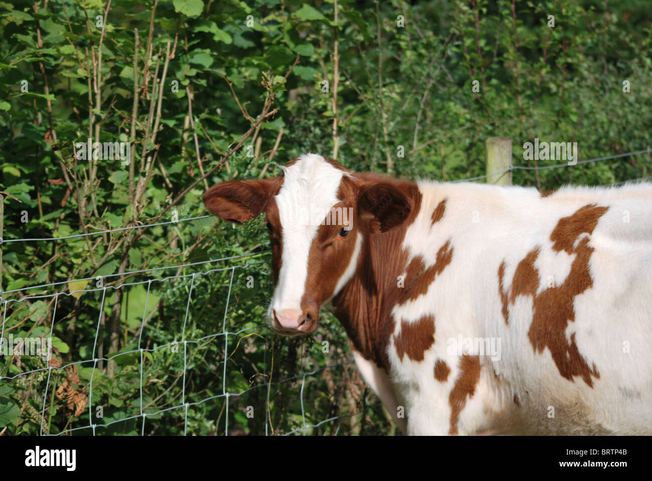 Cow and humans hi-res stock photography and images - Alamy