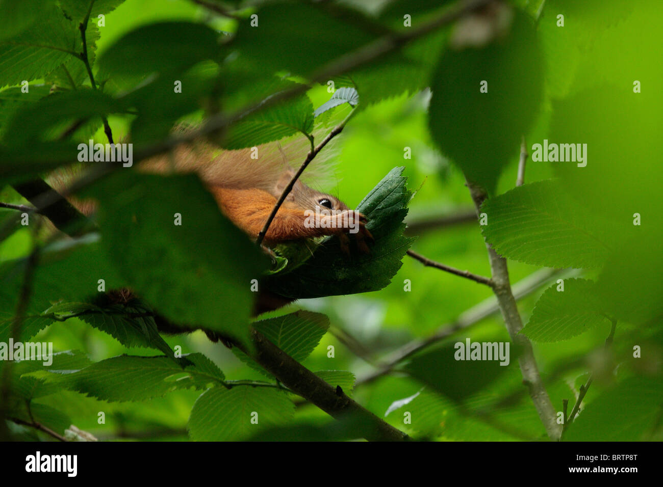 Irish squirrel hi-res stock photography and images - Alamy