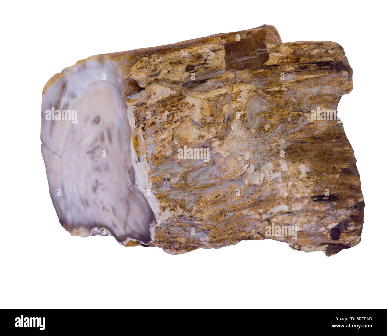 Petrified Wood Polished Stock Photo - Alamy