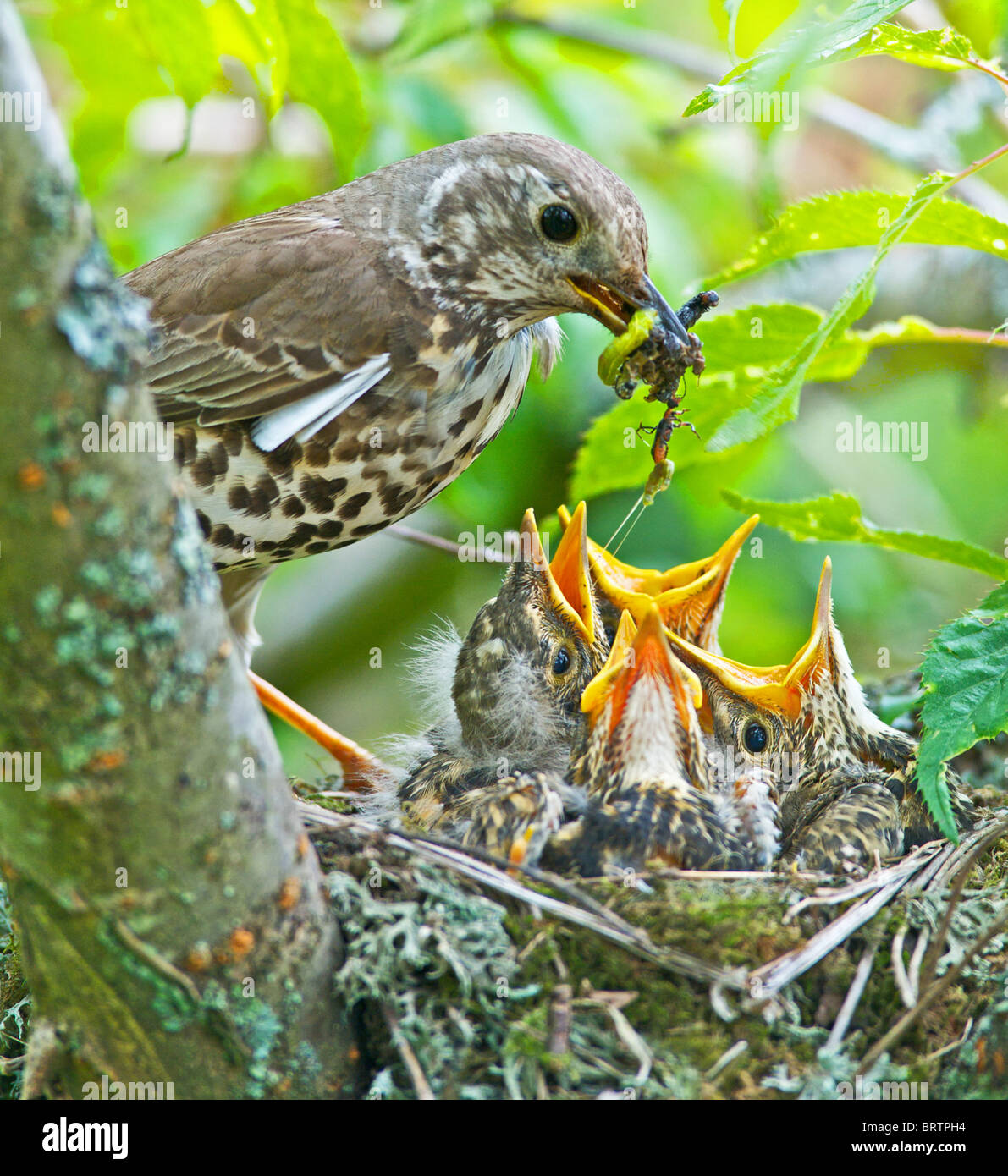 Thrush fledglings uk hi-res stock photography and images - Alamy