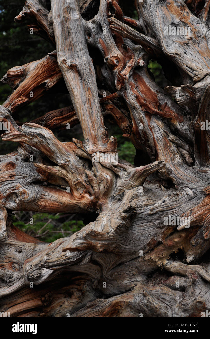 Twisting tree roots hi-res stock photography and images - Alamy