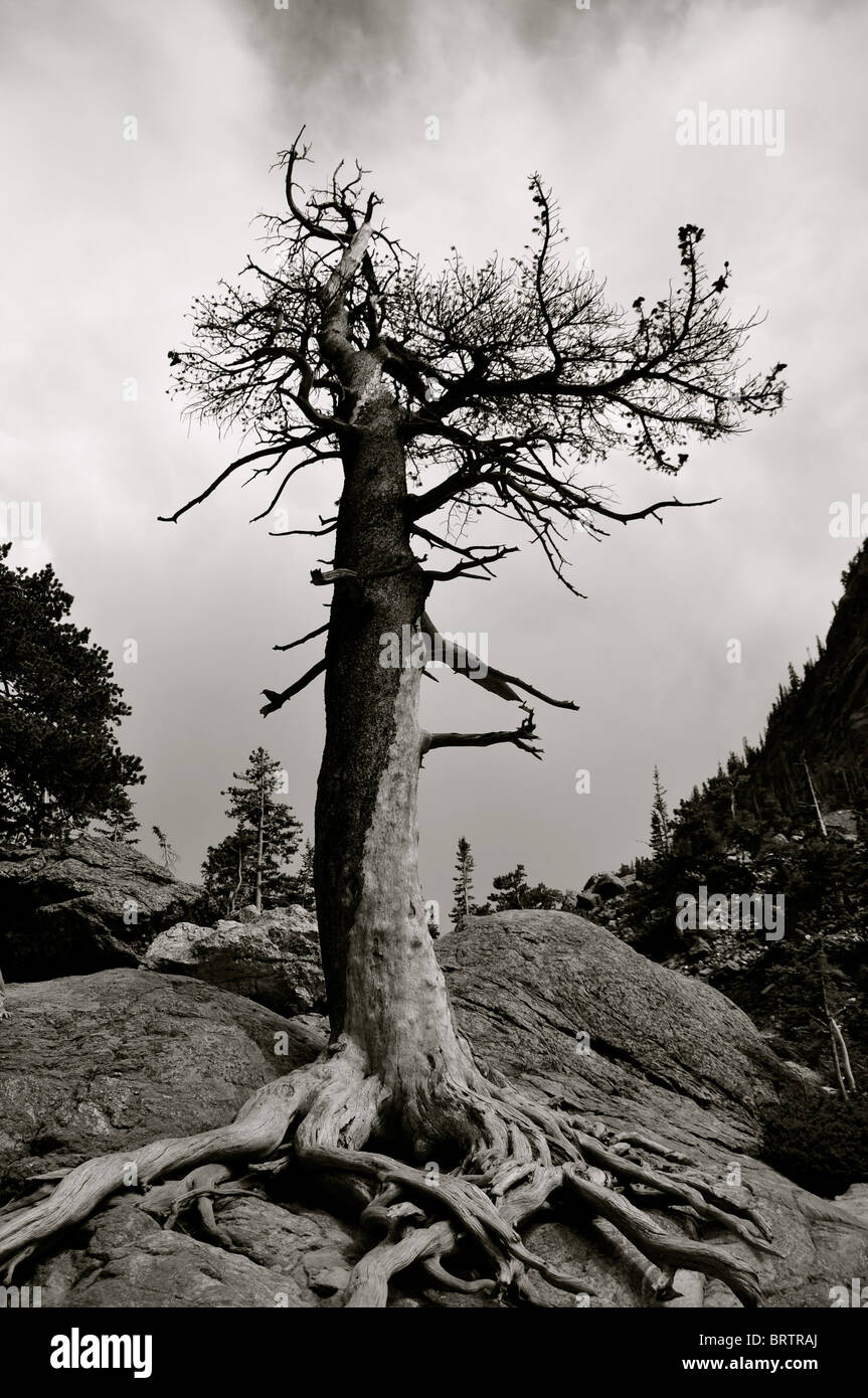 Tree with exposed roots, Emerald Lake, Estes Park, Rocky Mountains ...