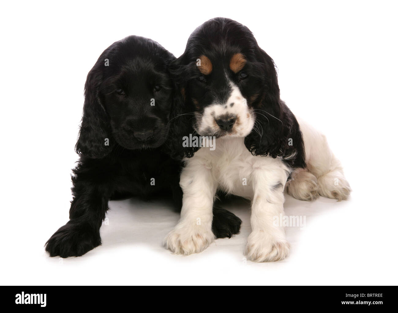 Two puppies hi-res stock photography and images - Alamy