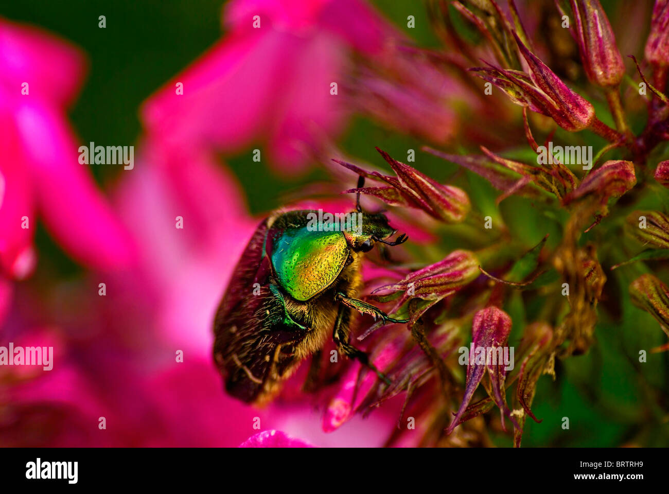 Rose chafer beetle hi-res stock photography and images - Alamy