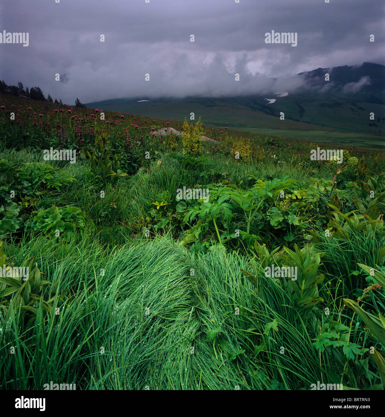Thunderstorm over the Gulbische Swamp. The Altai Mountains, East ...