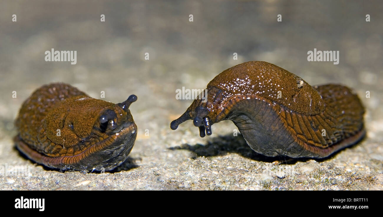 Two snail hi-res stock photography and images - Alamy