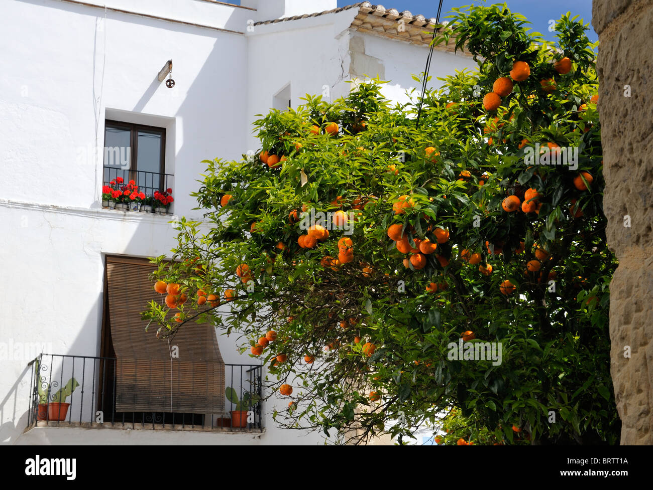 Orange trees costa blanca hi-res stock photography and images - Alamy