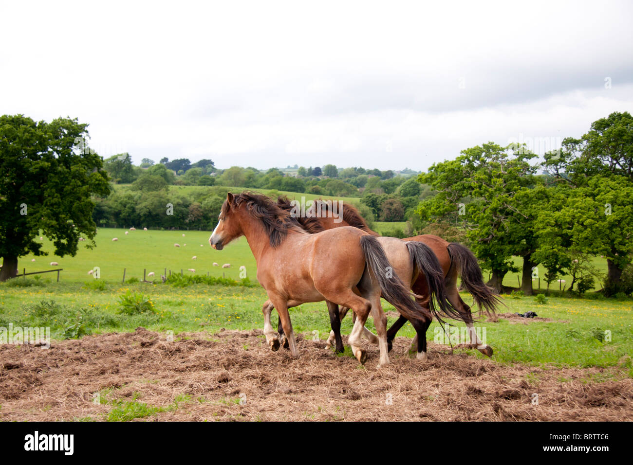 Run wild run free- ponies run side by side , enjoying the freedom , and ...