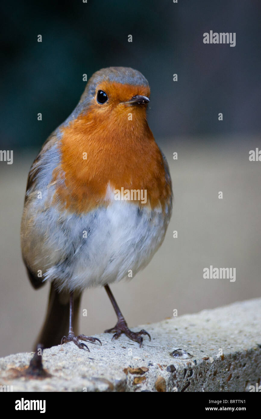 Robin bird uk hi-res stock photography and images - Alamy