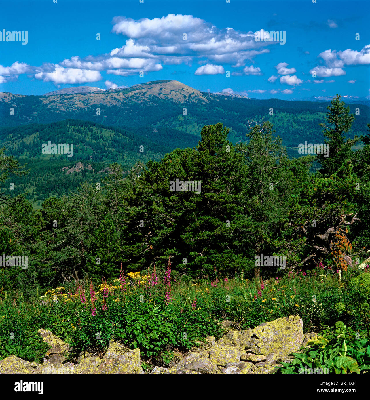 Taiga mountains hi-res stock photography and images - Alamy