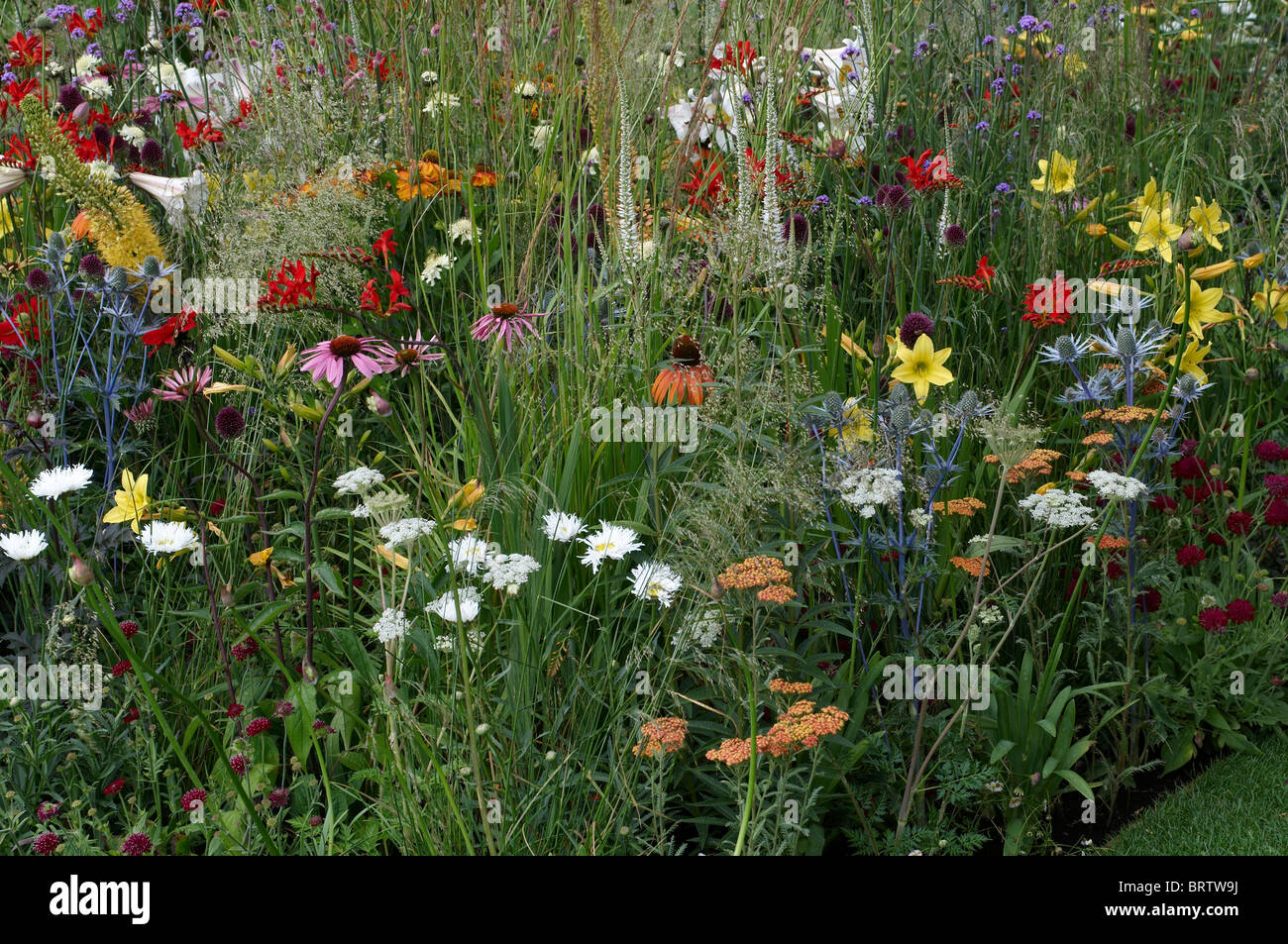 A colourful meadow of wild and cultivated flowers Stock Photo - Alamy
