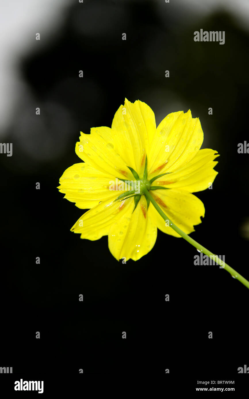 Yellow flower facing sun Stock Photo - Alamy
