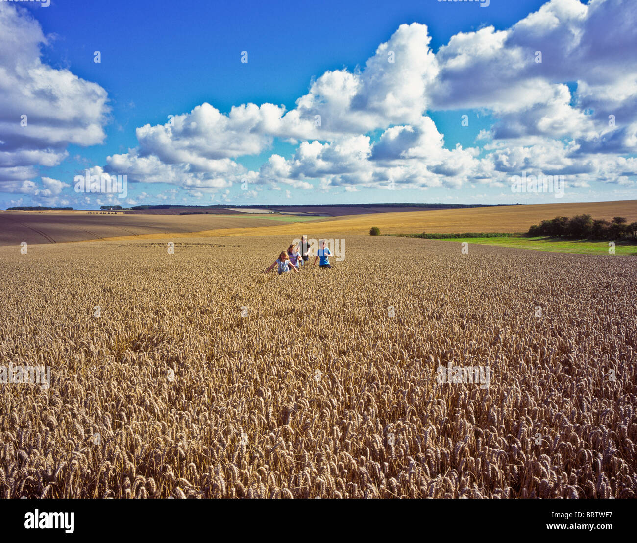 children running through a large wheat field in summertime Stock Photo ...