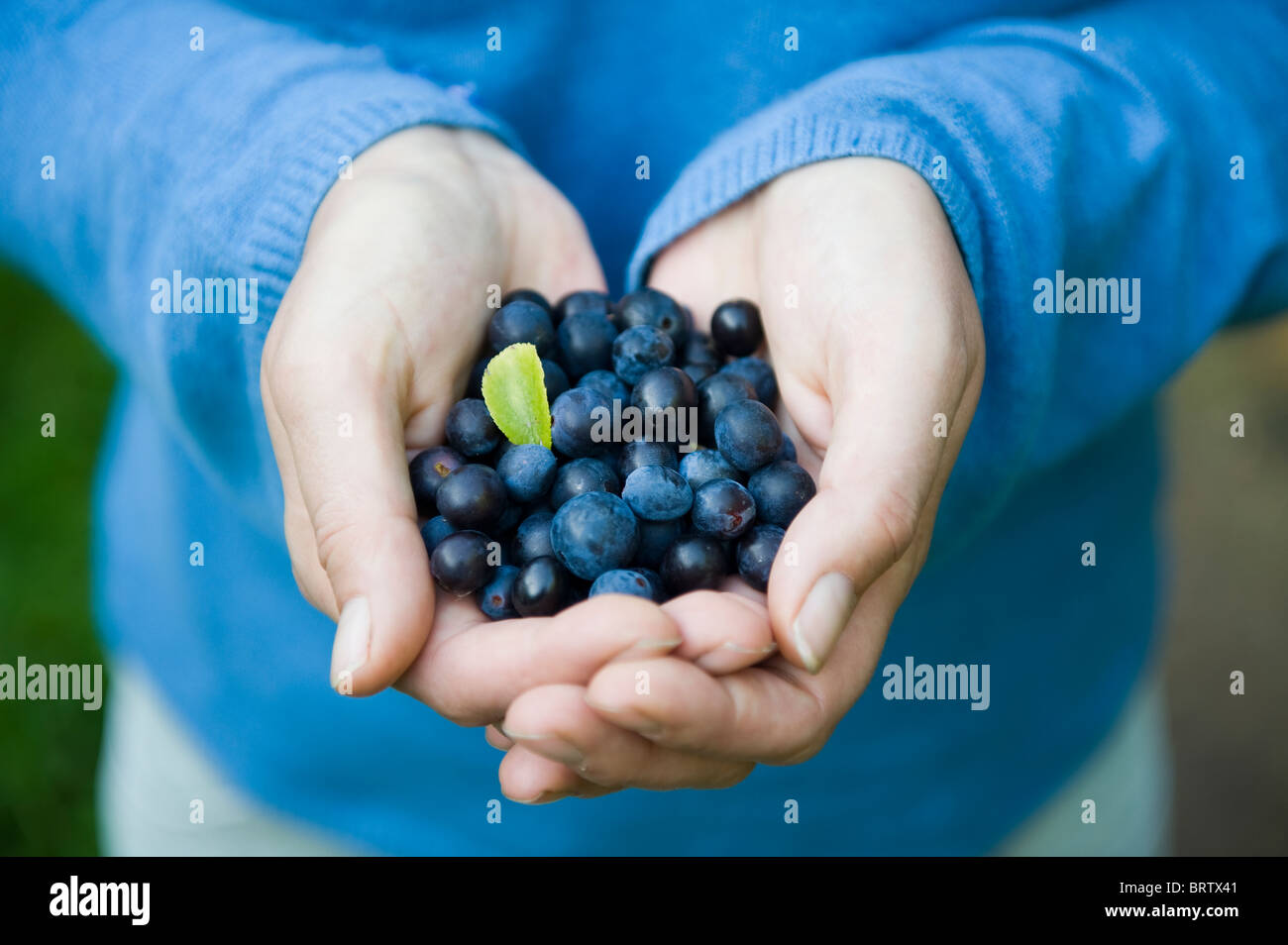 Handful of Sloe berries - Prunus spinosa Stock Photo - Alamy