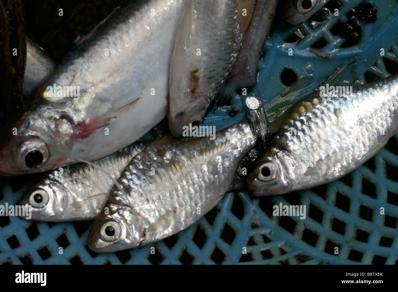 CAMBODIA Close-up of fish caught in Sekong River. Ban Bung village ...