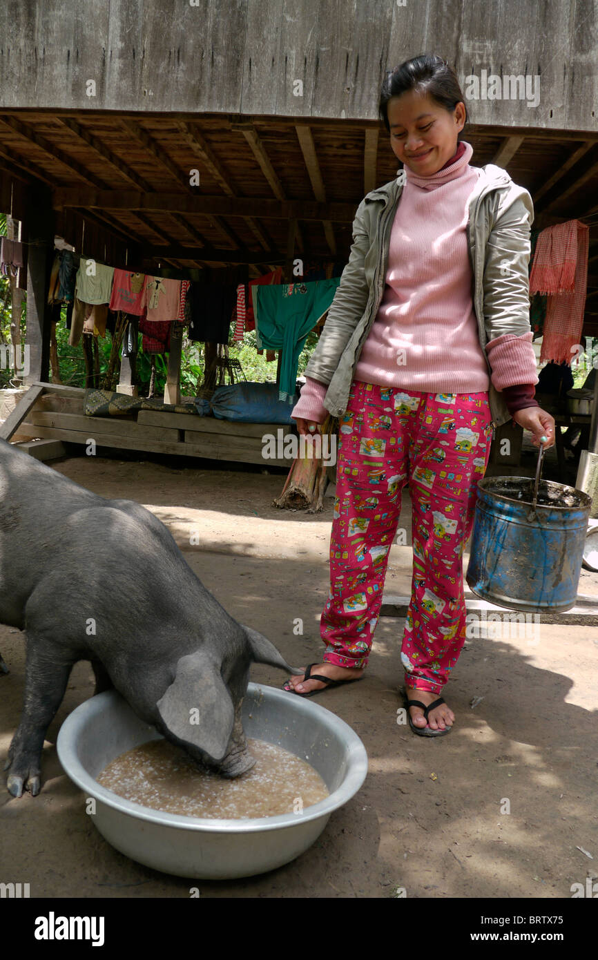Cambodia pig animal hi-res stock photography and images - Alamy