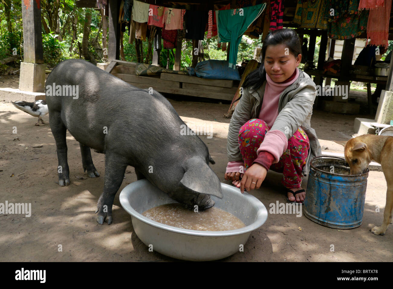 CAMBODIA Woman feeding pig, Ban Bung village, Stung Treng district ...