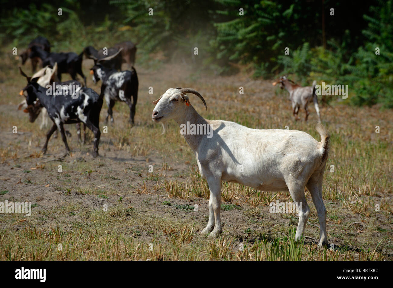 Goat capra aegagrus hircus herd hi-res stock photography and images - Alamy