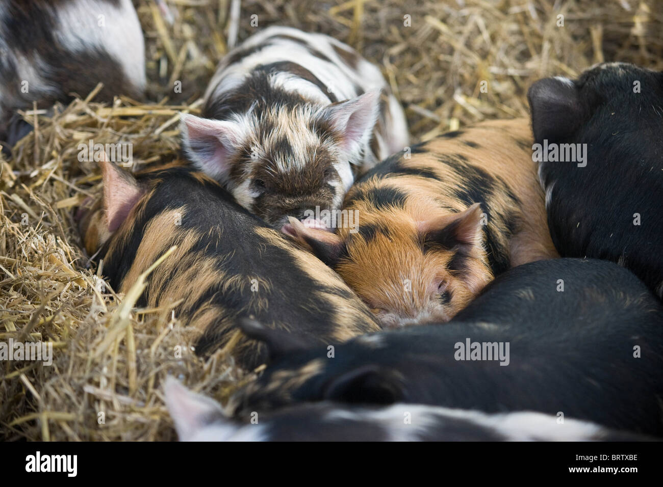 Kune Kune Pigs High Resolution Stock Photography and Images - Alamy