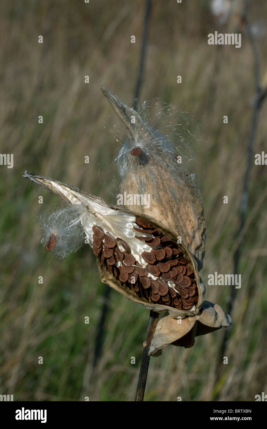 Seeds milkweed plant dispersed wind hi-res stock photography and images ...