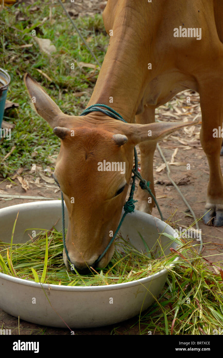 Farming vorn hi-res stock photography and images - Alamy