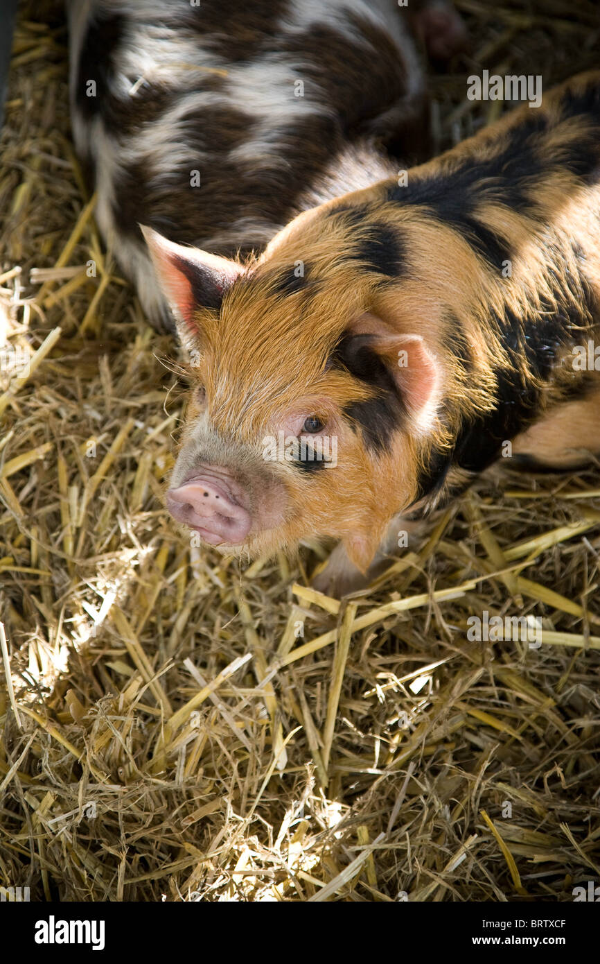 Kune Kune miniature piglets Stock Photo - Alamy