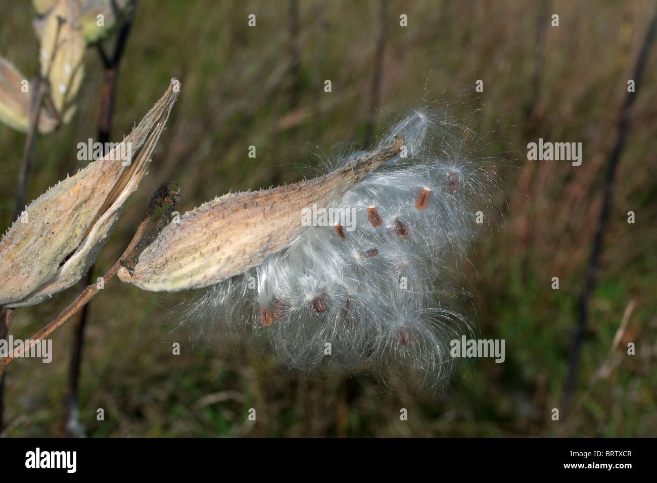 Airborne Seeds Stock Photos & Airborne Seeds Stock Images - Alamy
