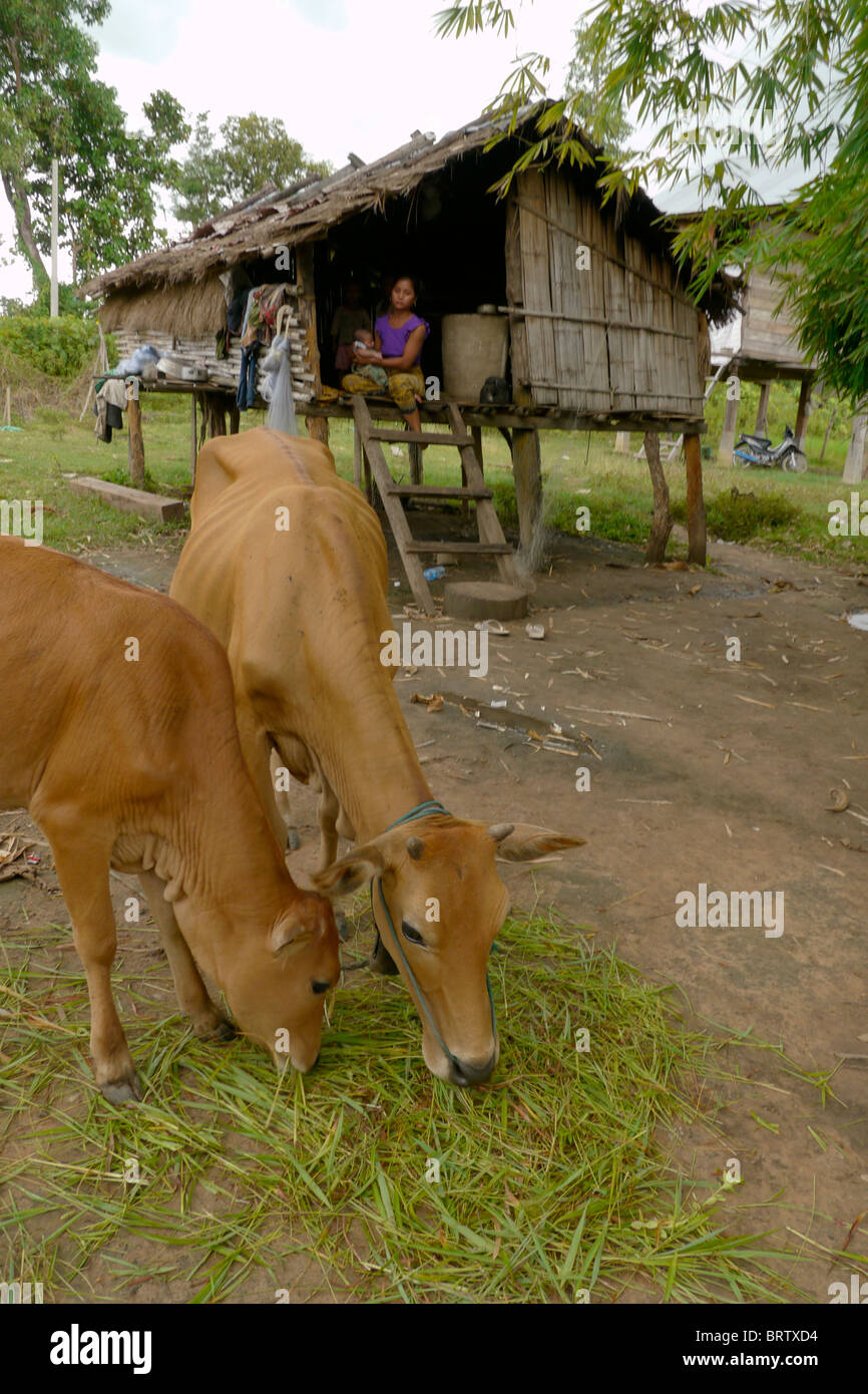 CAMBODIA Cows of Ban Bung village, Stung Treng district. PHOTO by SEAN ...