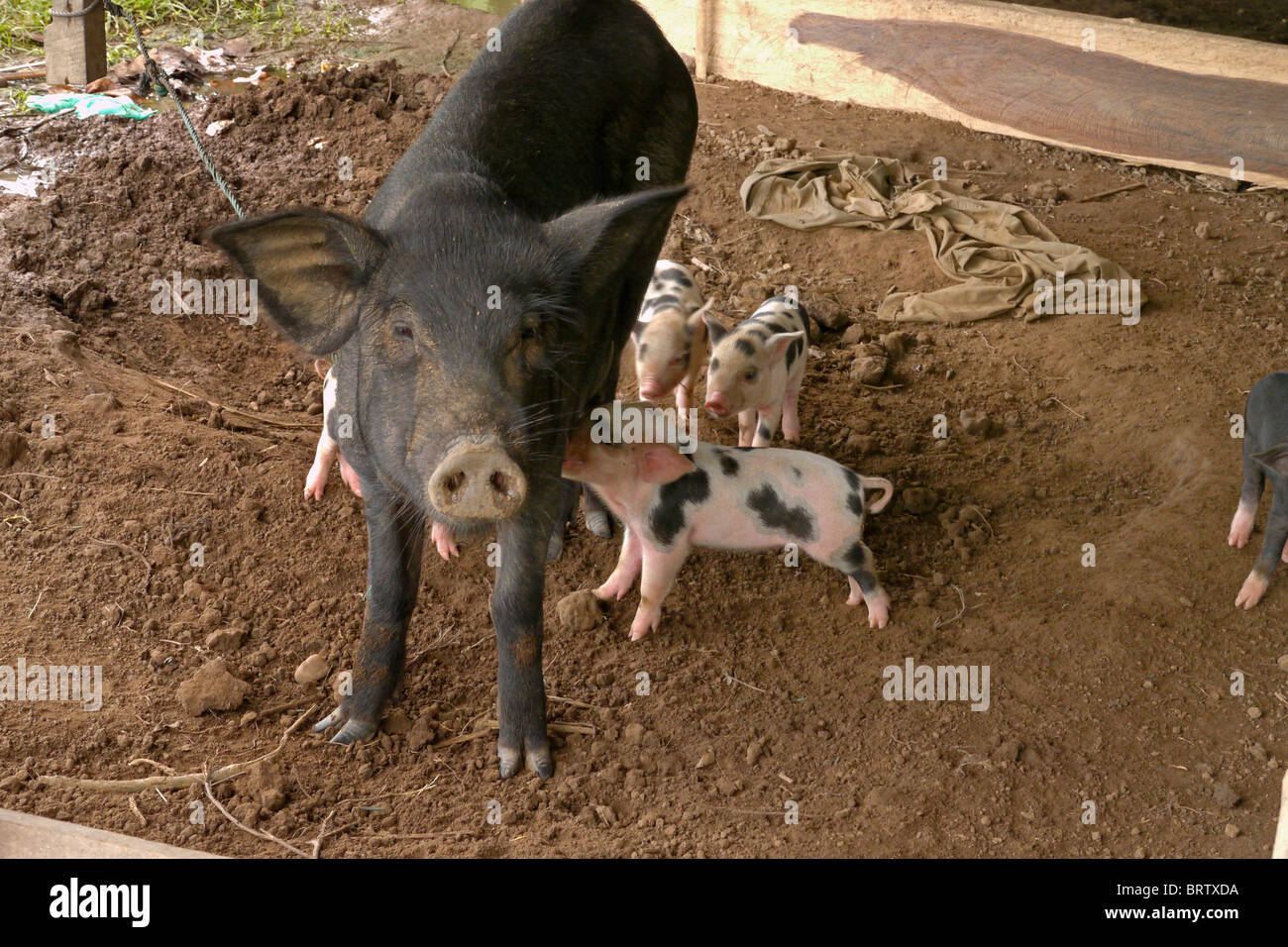 CAMBODIA Pigs of Ban Bung village, Stung Treng district. PHOTO by SEAN ...