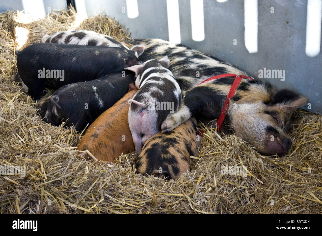 Kune Kune Sow with miniature piglets Stock Photo - Alamy