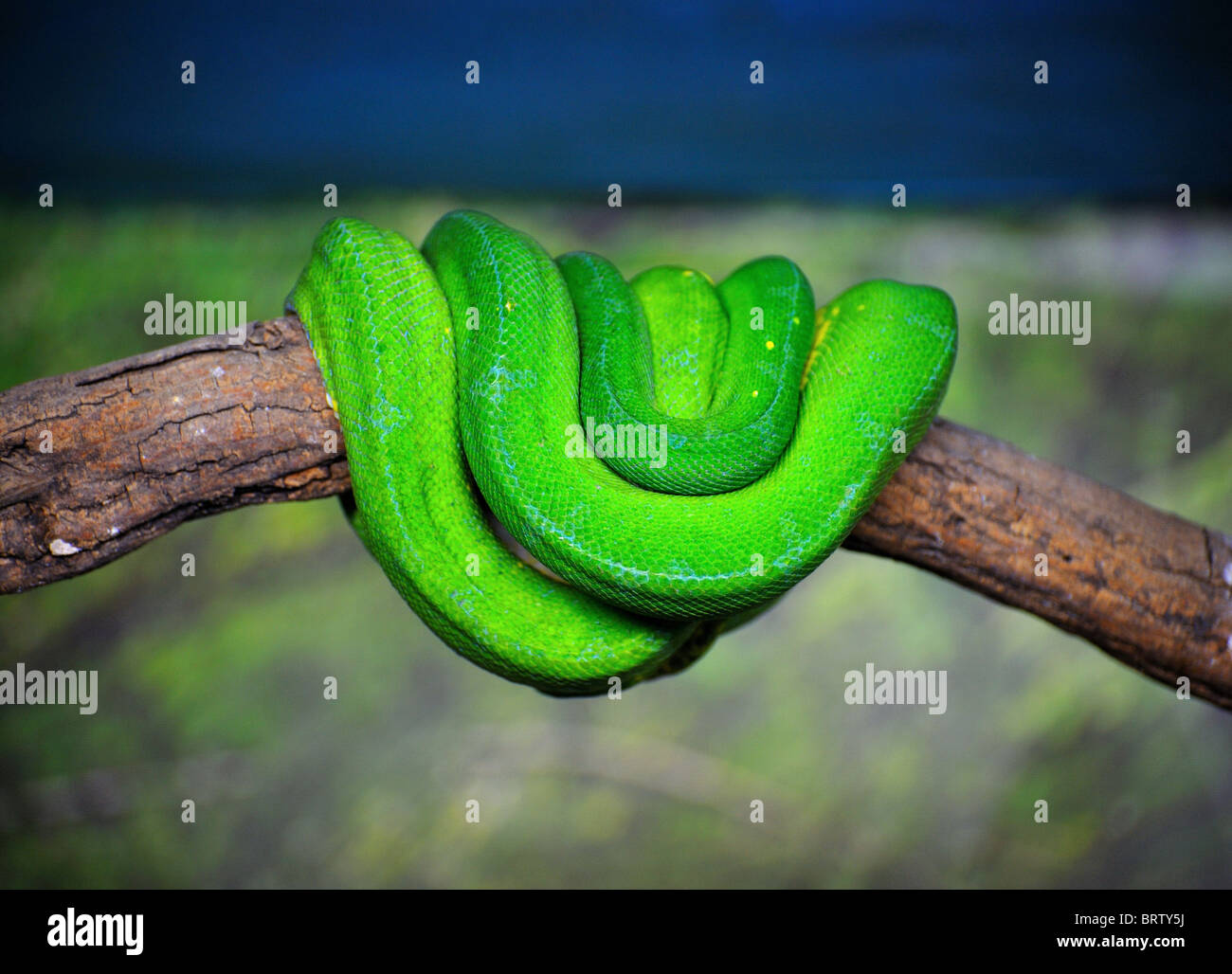 Snakes Tangle High Resolution Stock Photography and Images - Alamy