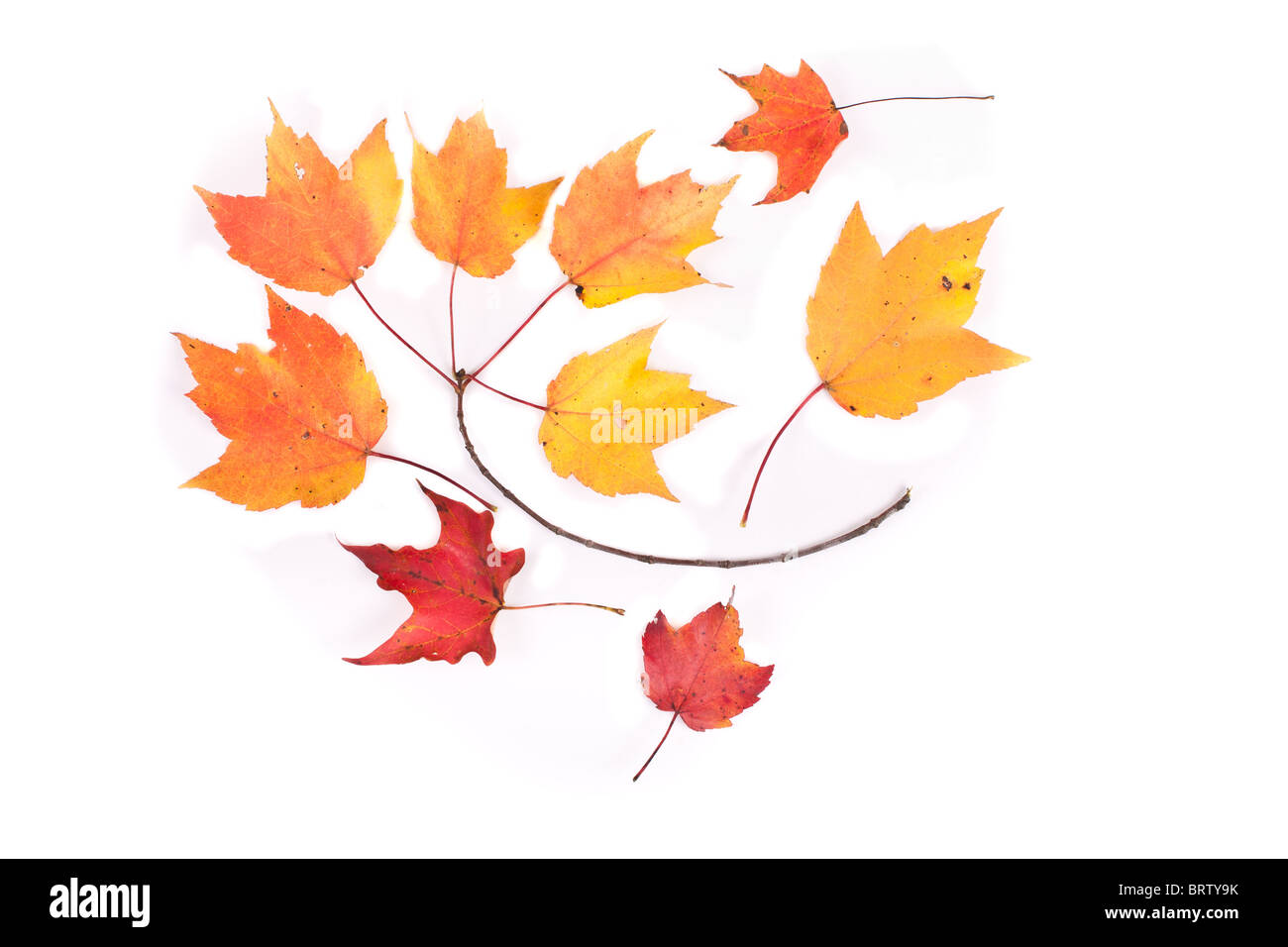 a collage of autumn leaves isolated on white Stock Photo - Alamy