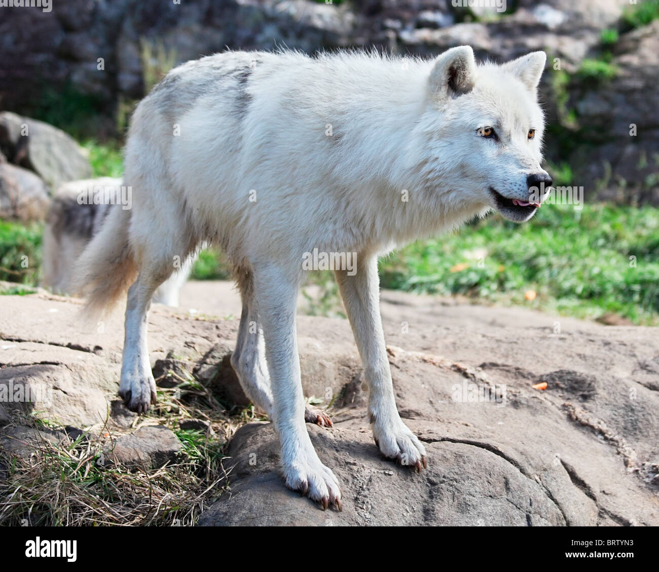 A young arctic wolf is standing on rocks Stock Photo - Alamy