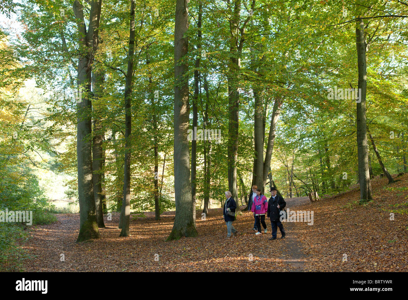 going for a walk in a forest Stock Photo - Alamy