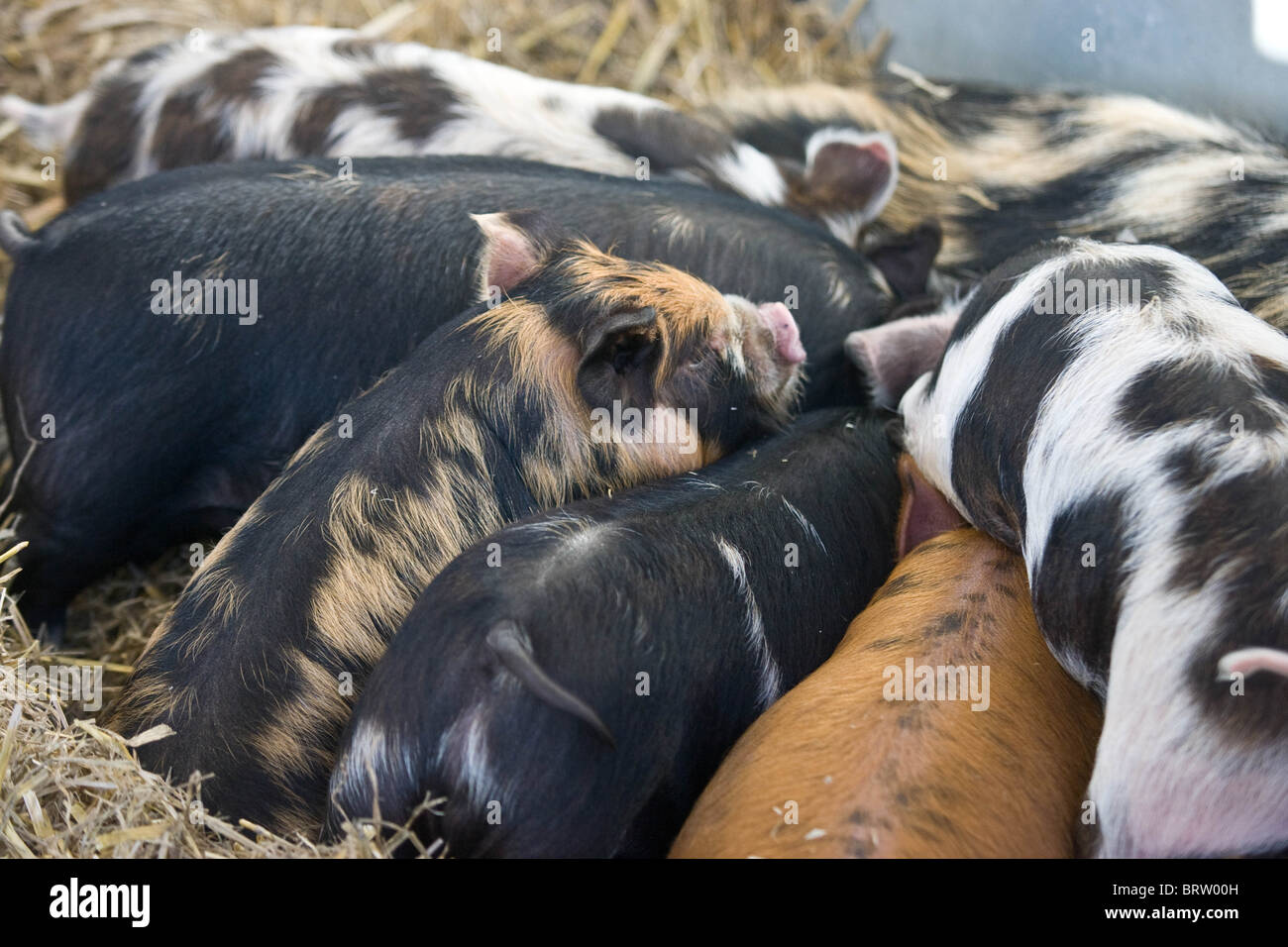 Kune Kune miniature piglets Stock Photo - Alamy