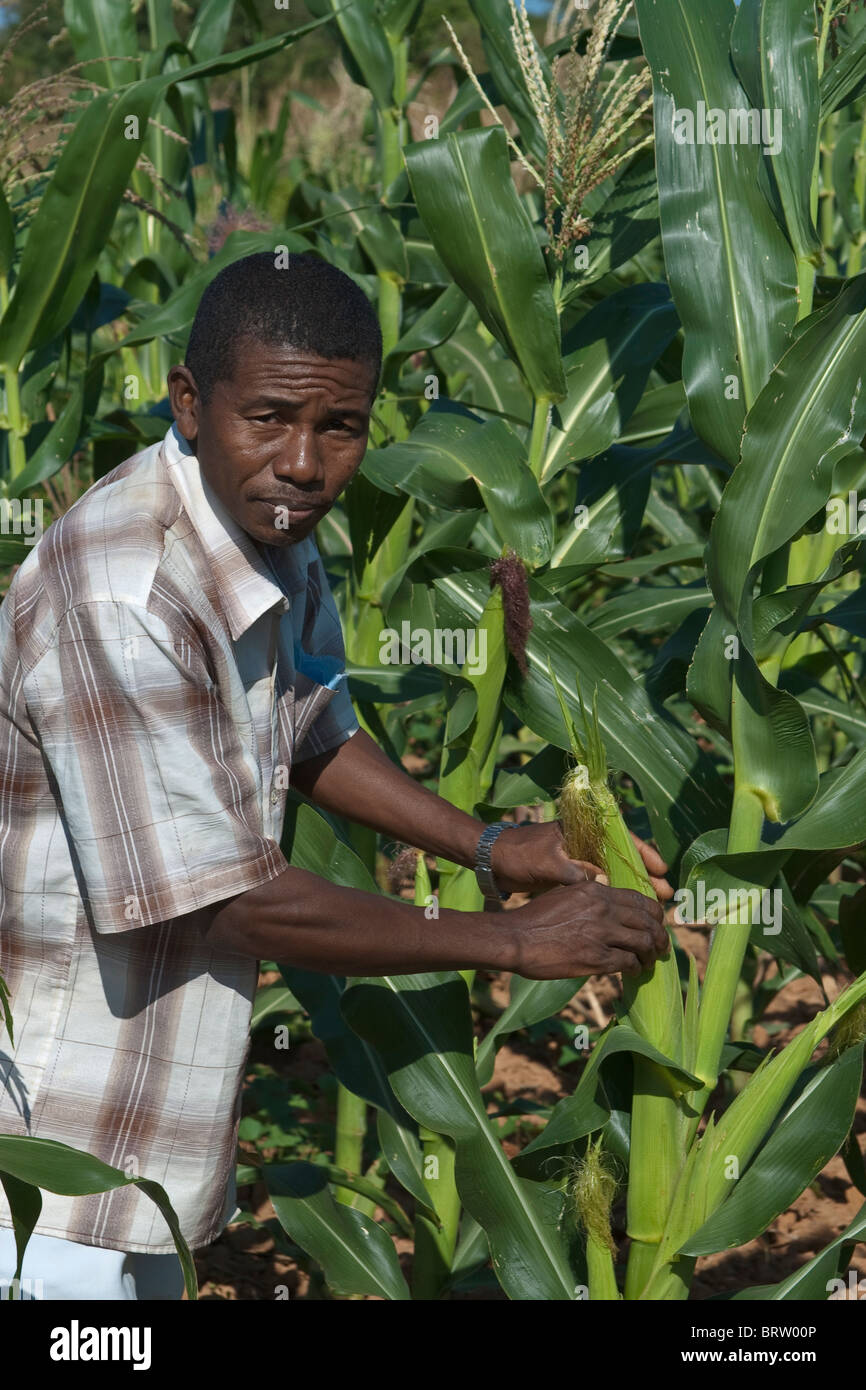 Farmer checking corn crop, Madagascar Stock Photo - Alamy