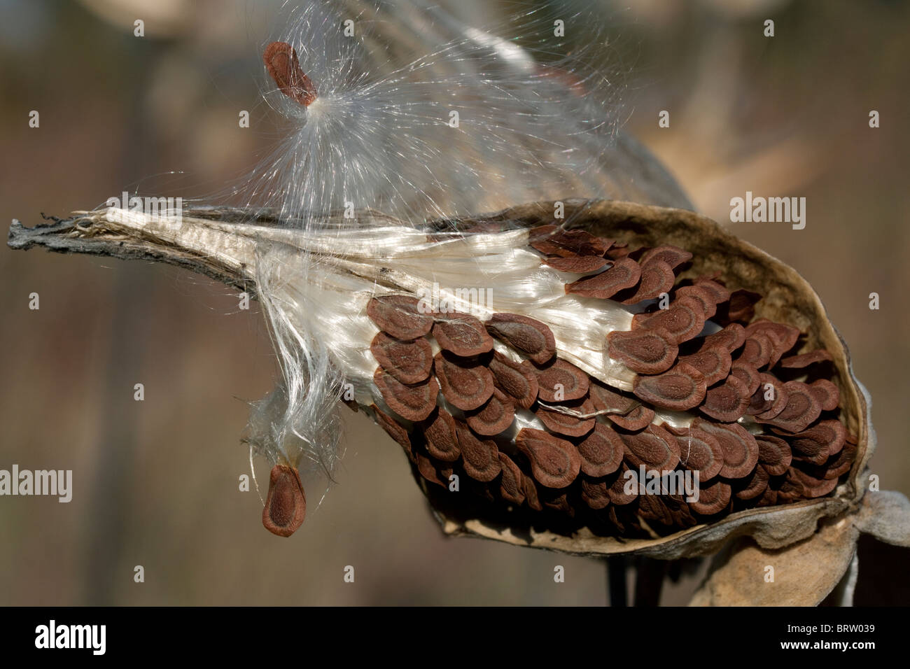 Common Milkweed seeds being dispersed from pod by wind Asclepias ...