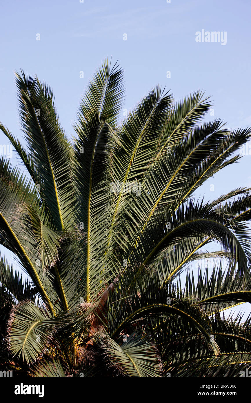 Structural upright majestic palm tree hi-res stock photography and ...
